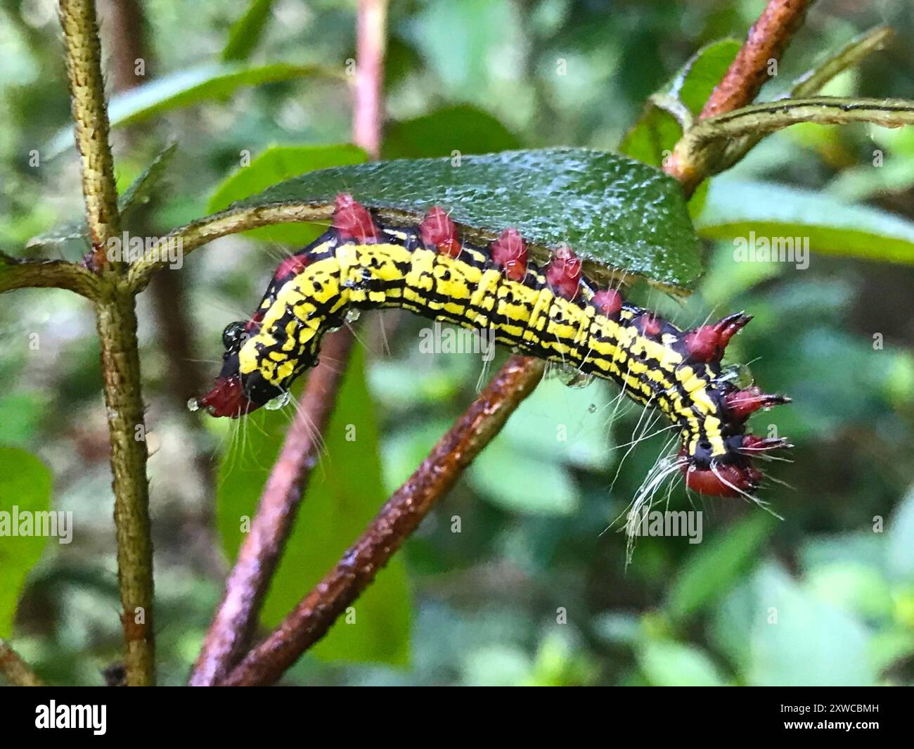 Datana major hi-res stock photography and images - Alamy