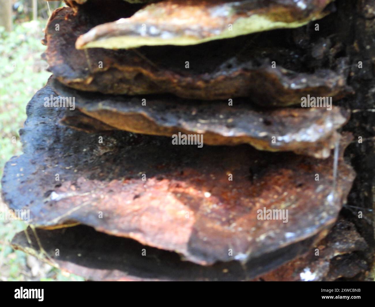 Northern Tooth (Climacodon septentrionalis) Fungi Stock Photo - Alamy