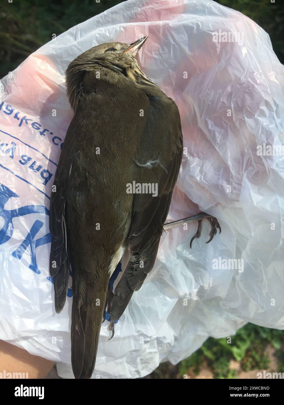 Gray-cheeked Thrush (Catharus minimus) Aves Stock Photo - Alamy