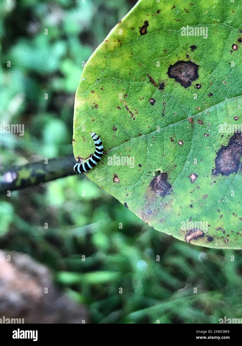 Redbud Leaffolder Moth (Fascista cercerisella) Insecta Stock Photo - Alamy
