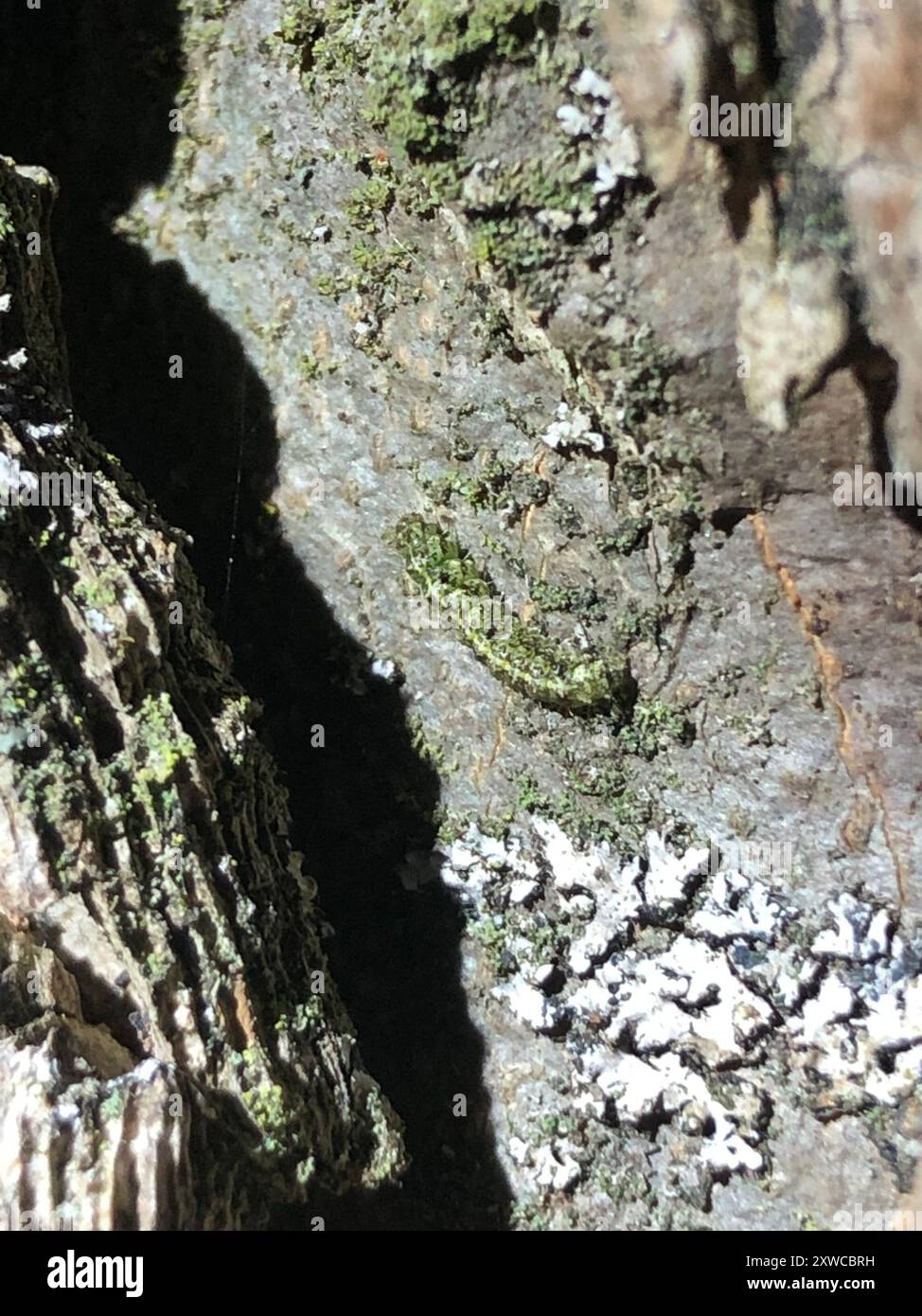 Lichen Moths (Lithosiini) Insecta Stock Photo - Alamy