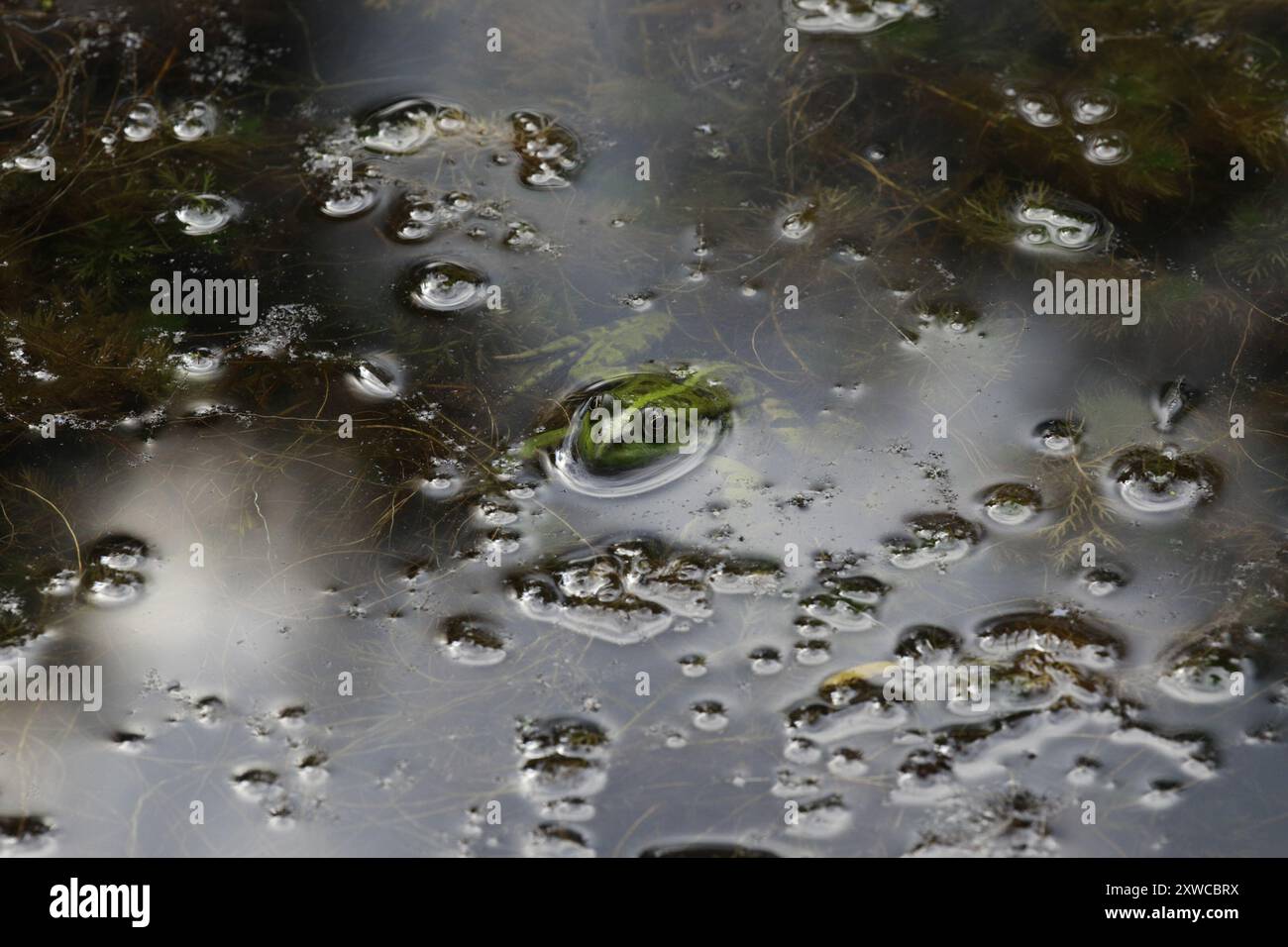 Pool Frog (Pelophylax lessonae lessonae) Amphibia Stock Photo - Alamy
