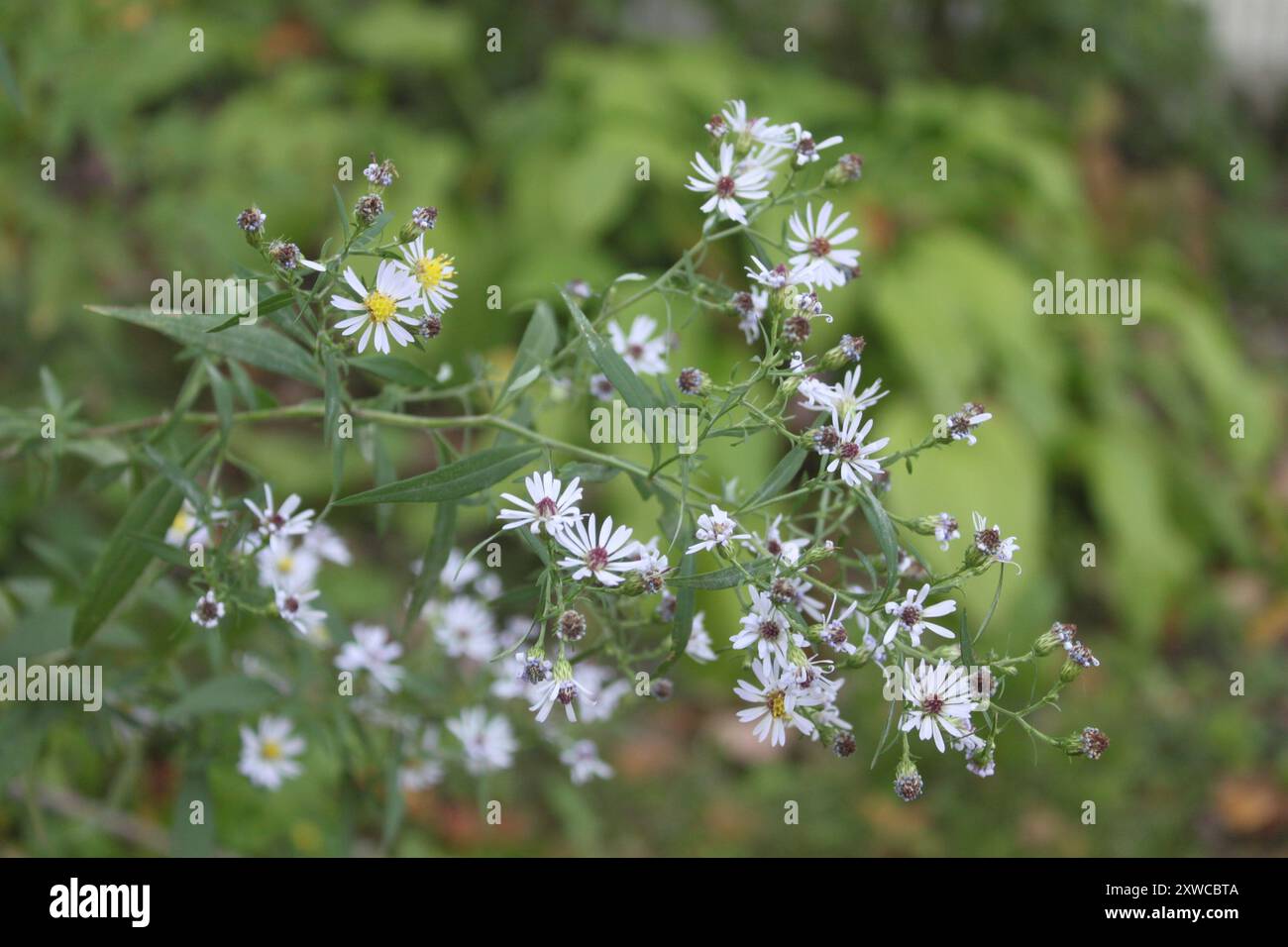 common panicled aster (Symphyotrichum lanceolatum lanceolatum) Plantae Stock Photo - Alamy