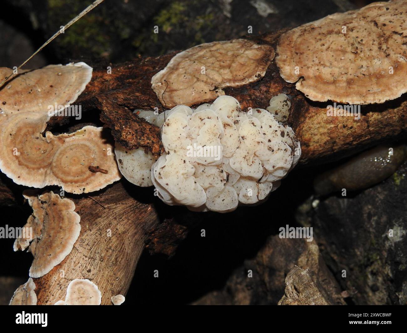 shelf fungi (Polyporales) Fungi Stock Photo - Alamy