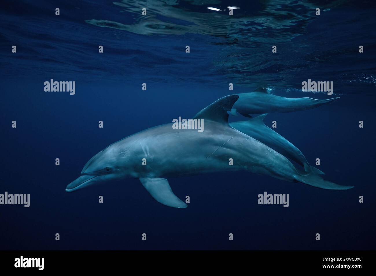 Dolphins swimming inside the barrier reef of Mayotte lagoon Indian ...