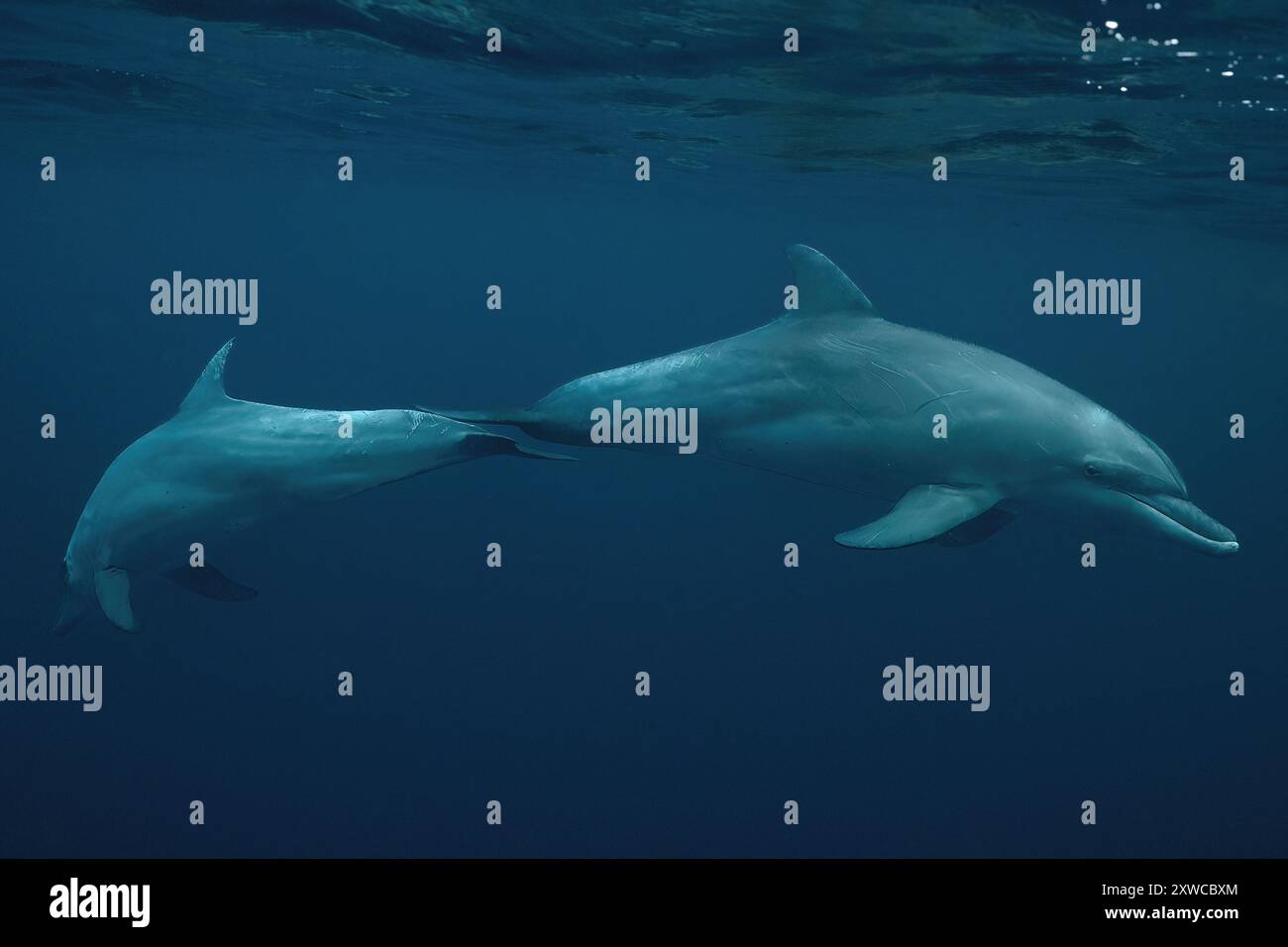 Dolphins swimming inside the barrier reef of Mayotte lagoon Indian ...