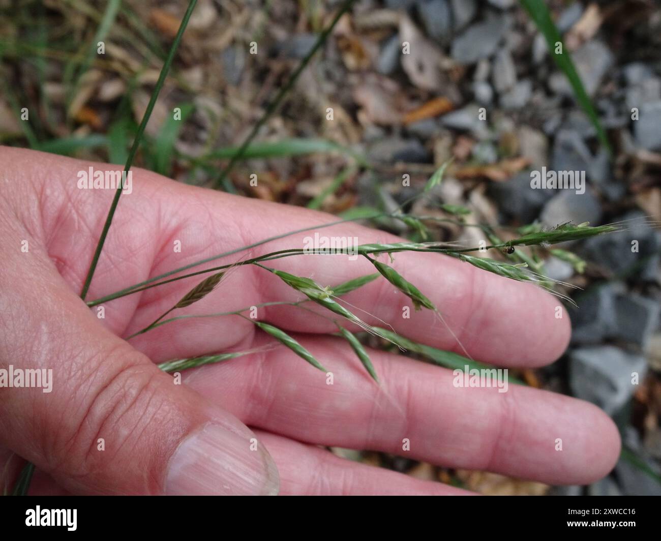 Giant Fescue (Lolium giganteum) Plantae Stock Photo - Alamy