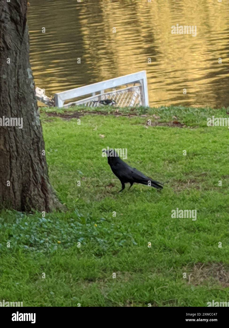 Australian Raven (Corvus coronoides) Aves Stock Photo - Alamy