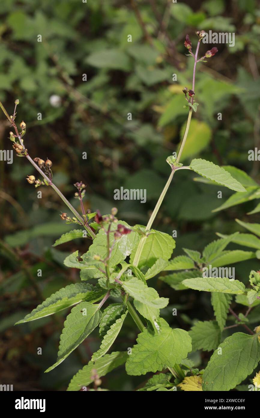 Common Figwort (Scrophularia nodosa) Plantae Stock Photo - Alamy