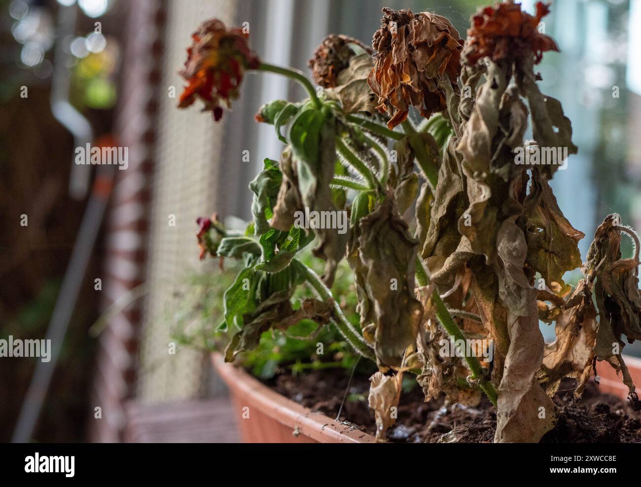 Dead plant balcony hi-res stock photography and images - Alamy
