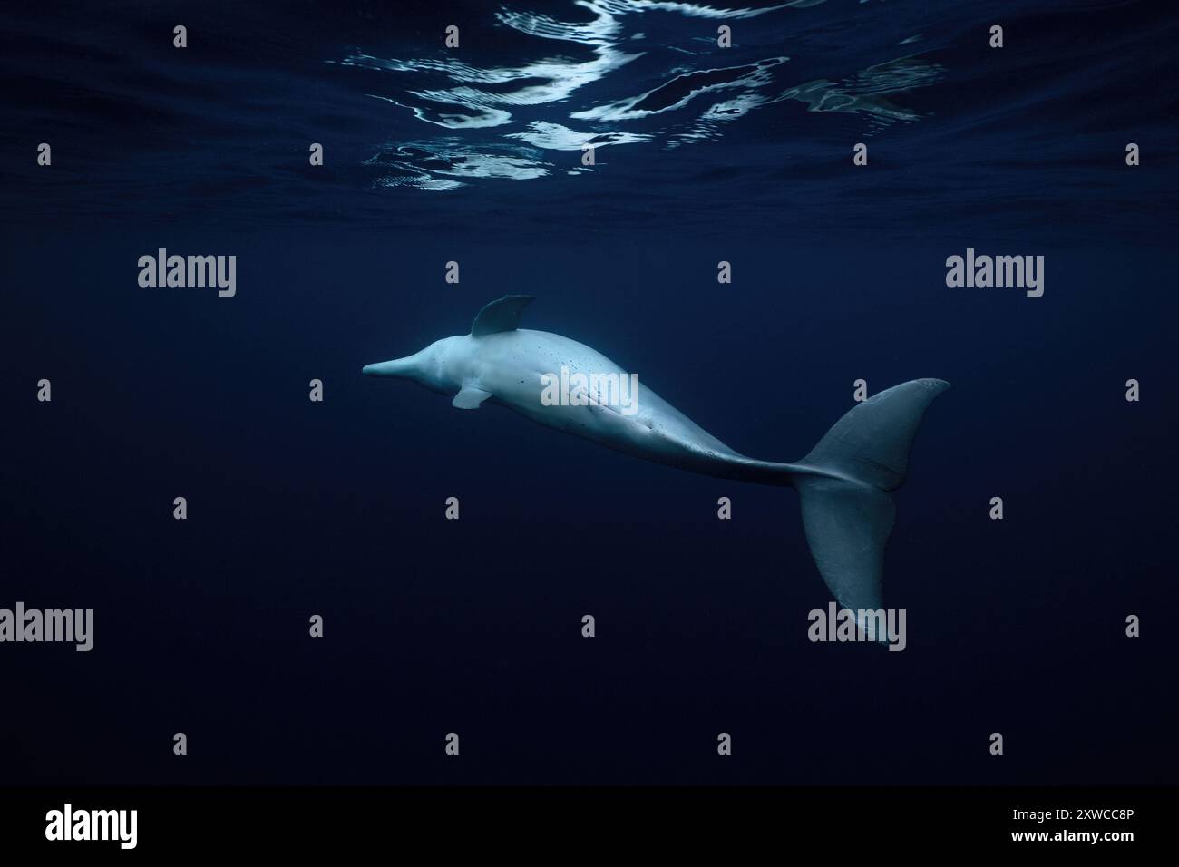 Dolphins swimming inside the barrier reef of Mayotte lagoon Indian ...