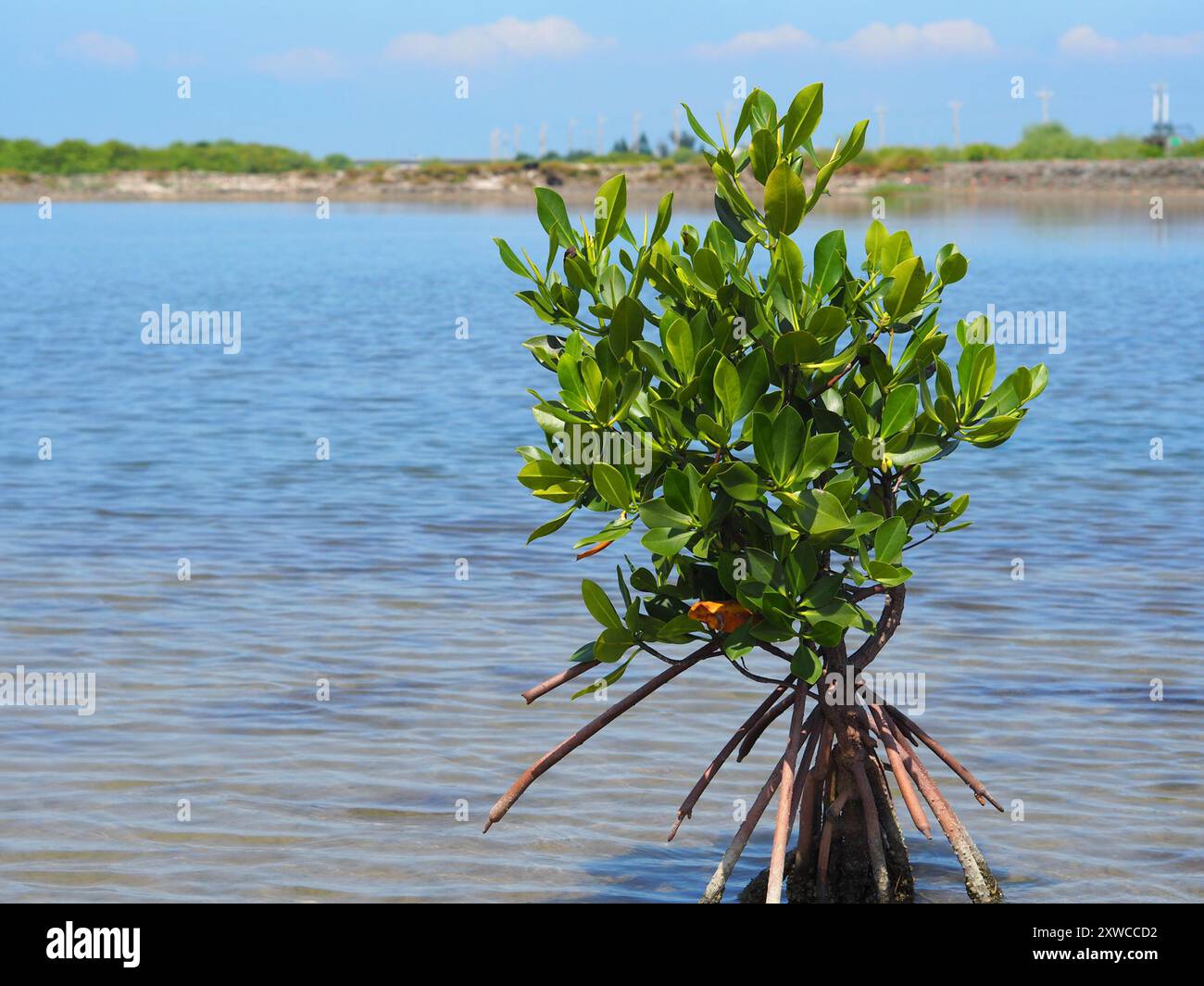 spotted mangrove (Rhizophora stylosa) Plantae Stock Photo - Alamy