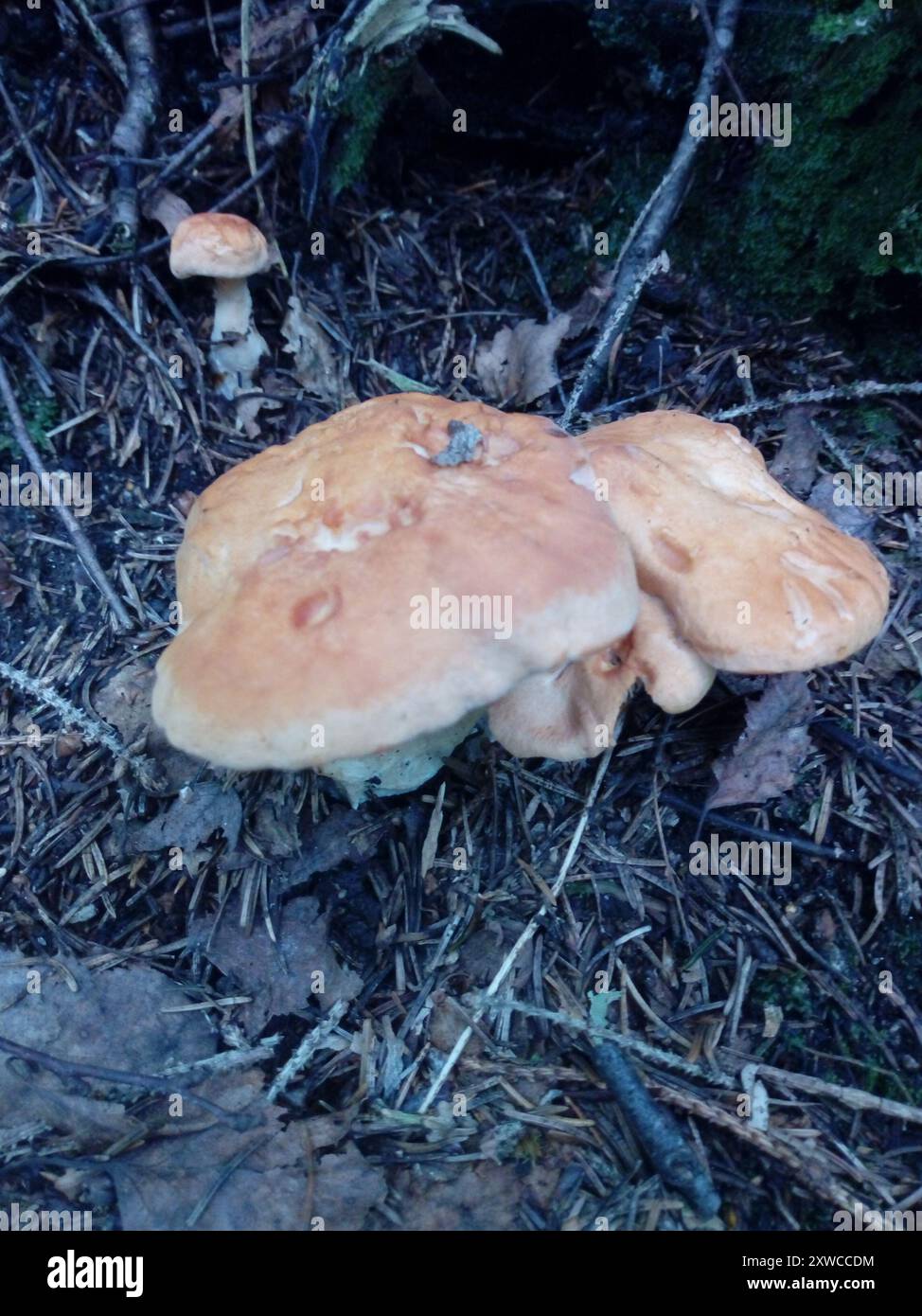 Wood Hedgehog (Hydnum repandum) Fungi Stock Photo - Alamy