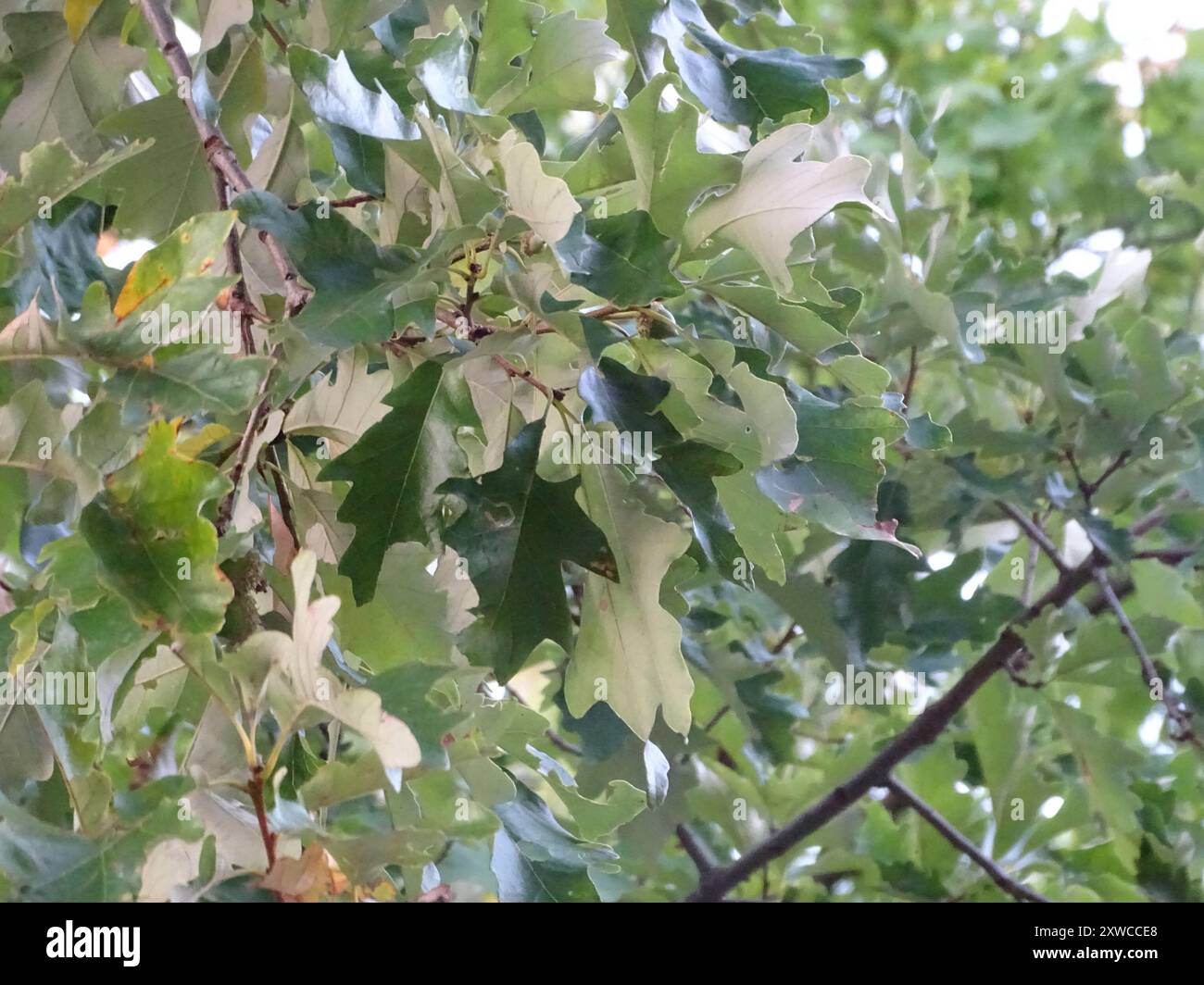 swamp white oak (Quercus bicolor) Plantae Stock Photo - Alamy