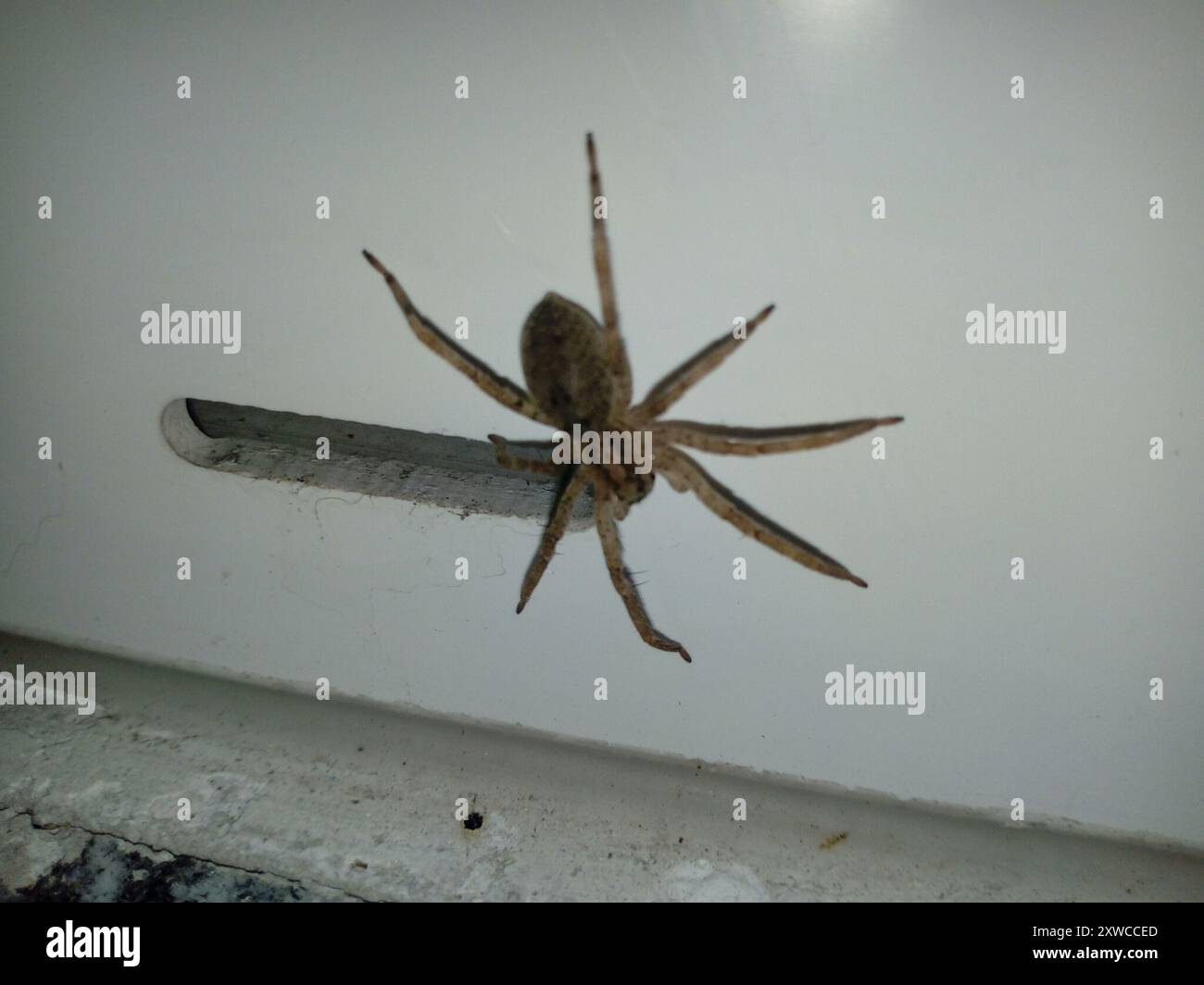 Mediterranean Spiny False Wolf Spider (Zoropsis spinimana) Arachnida ...