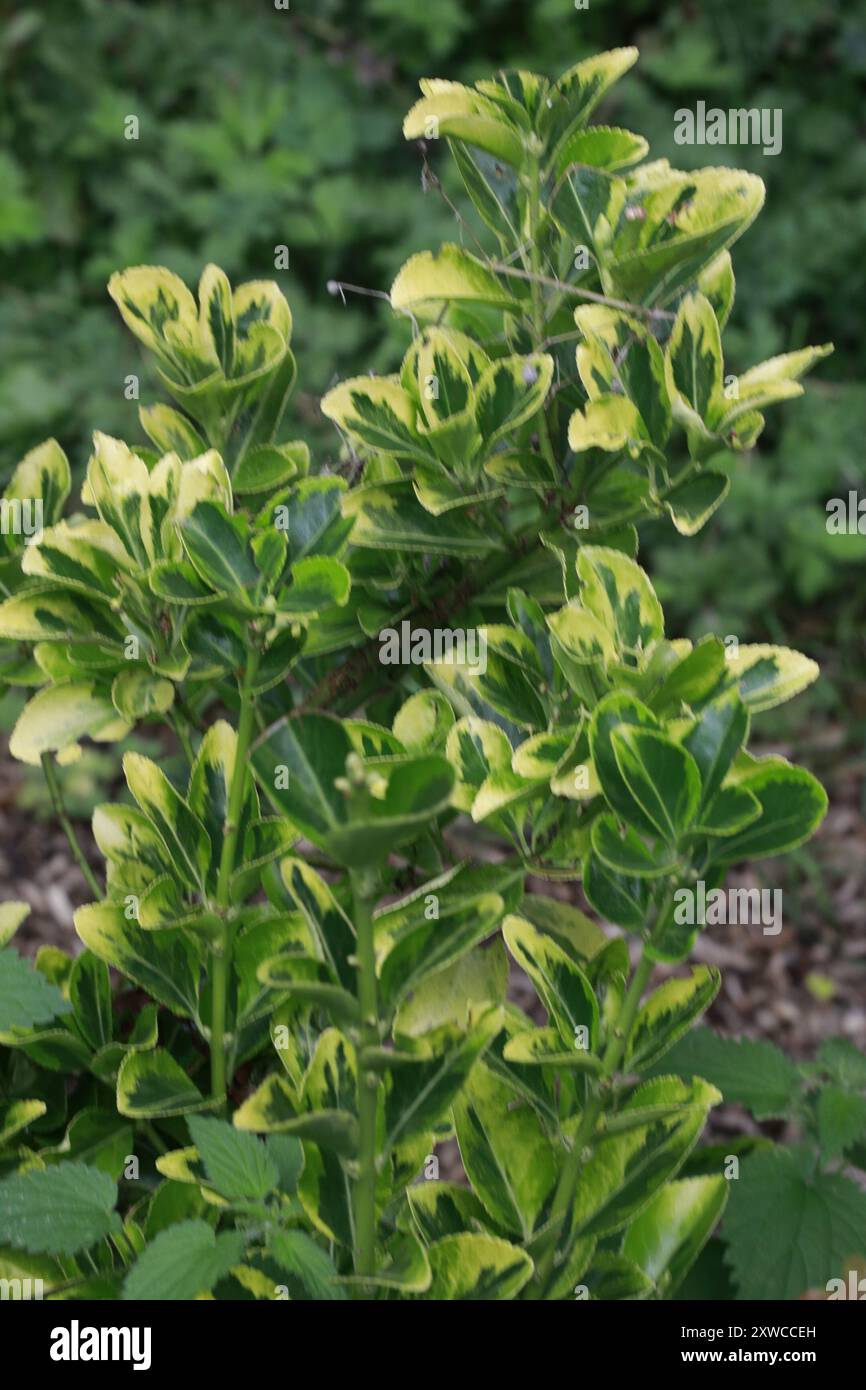 Japanese spindle tree (Euonymus japonicus) Plantae Stock Photo - Alamy