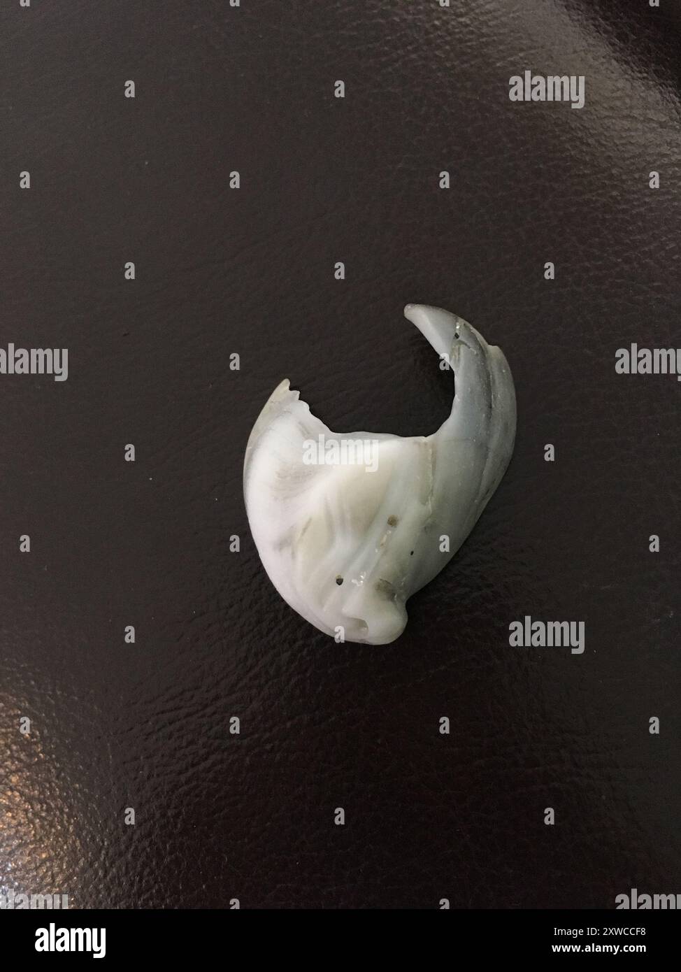 Typical Slippersnails (Crepidula) Mollusca Stock Photo - Alamy