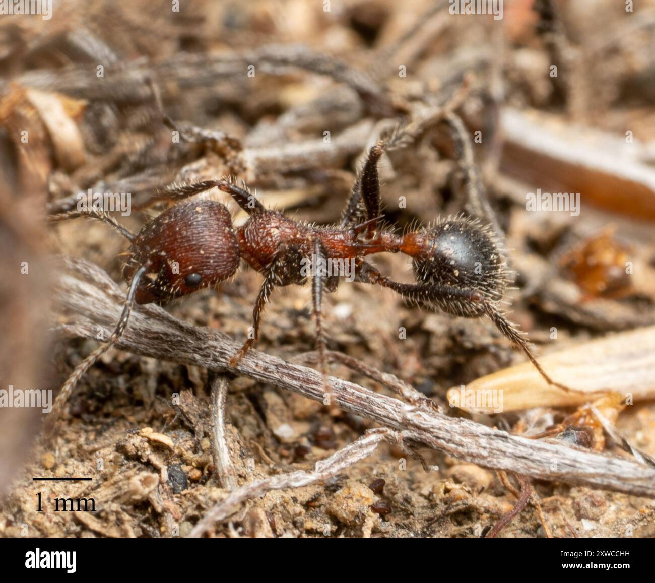 Andre's Harvester Ant (Veromessor andrei) Insecta Stock Photo - Alamy