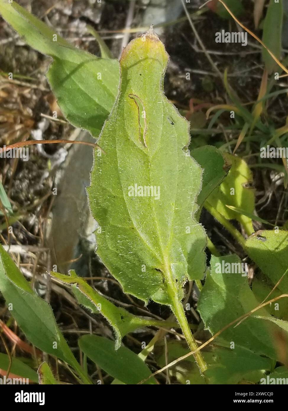 Tall western groundsel (Senecio integerrimus) Plantae Stock Photo - Alamy