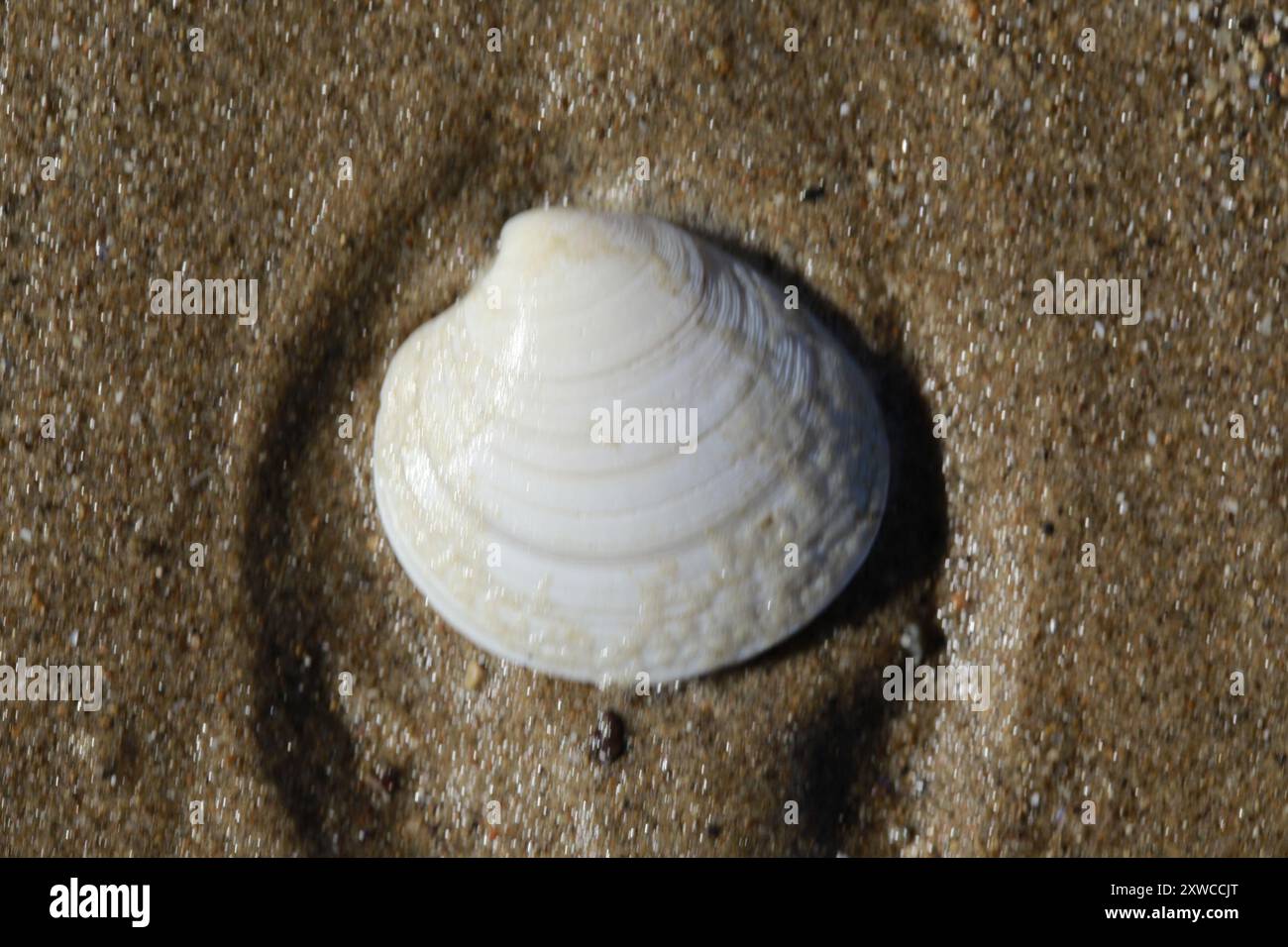 Rayed Artemis (Dosinia exoleta) Mollusca Stock Photo - Alamy