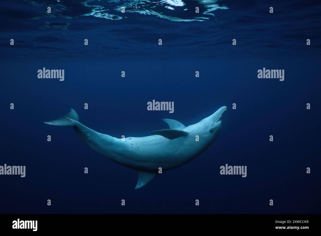 Dolphins swimming inside the barrier reef of Mayotte lagoon Indian ...