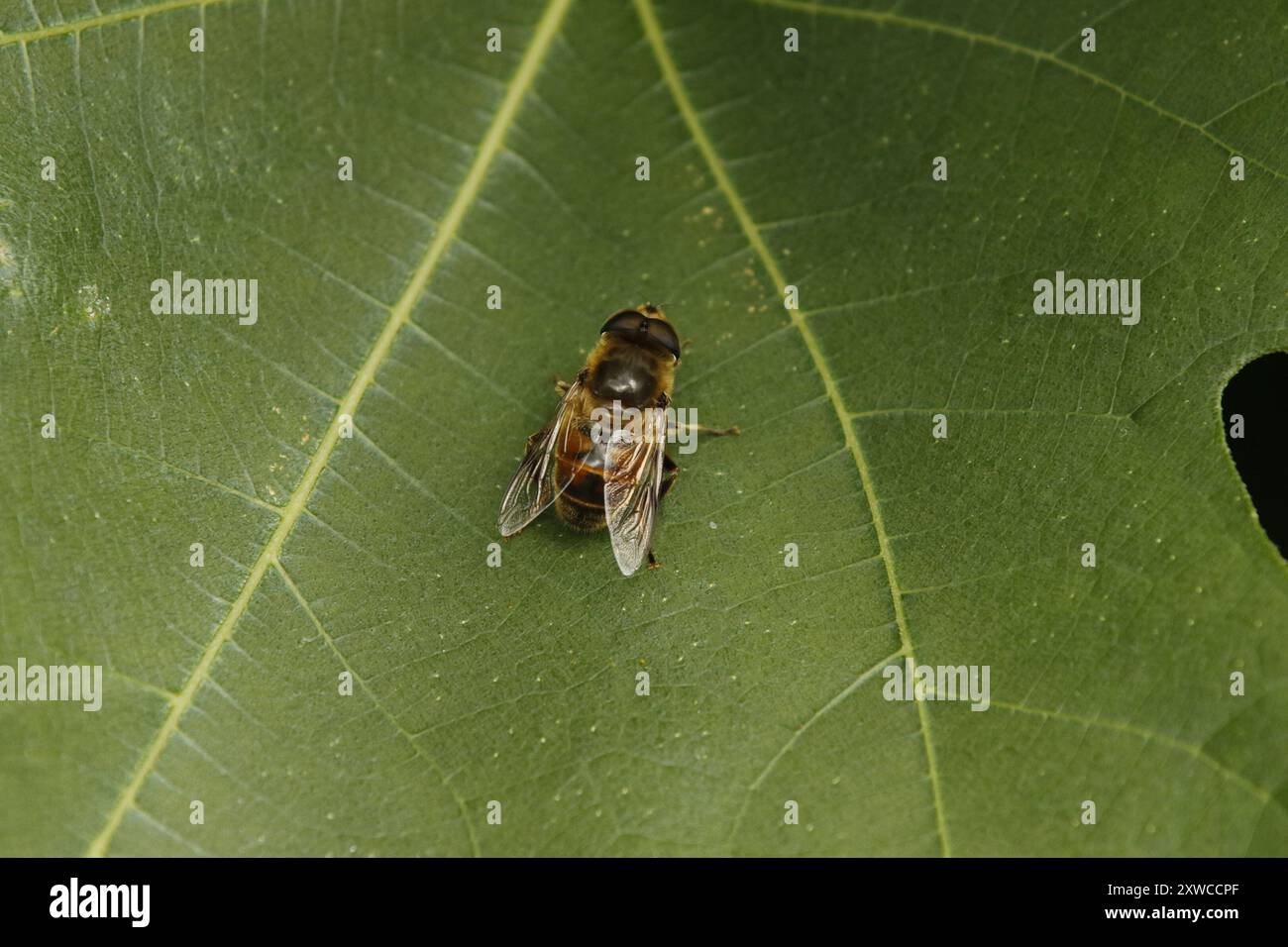 Common Drone Fly (Eristalis tenax) Insecta Stock Photo - Alamy