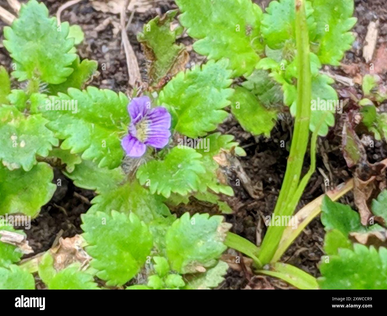 (Stemodia verticillata) Plantae Stock Photo - Alamy