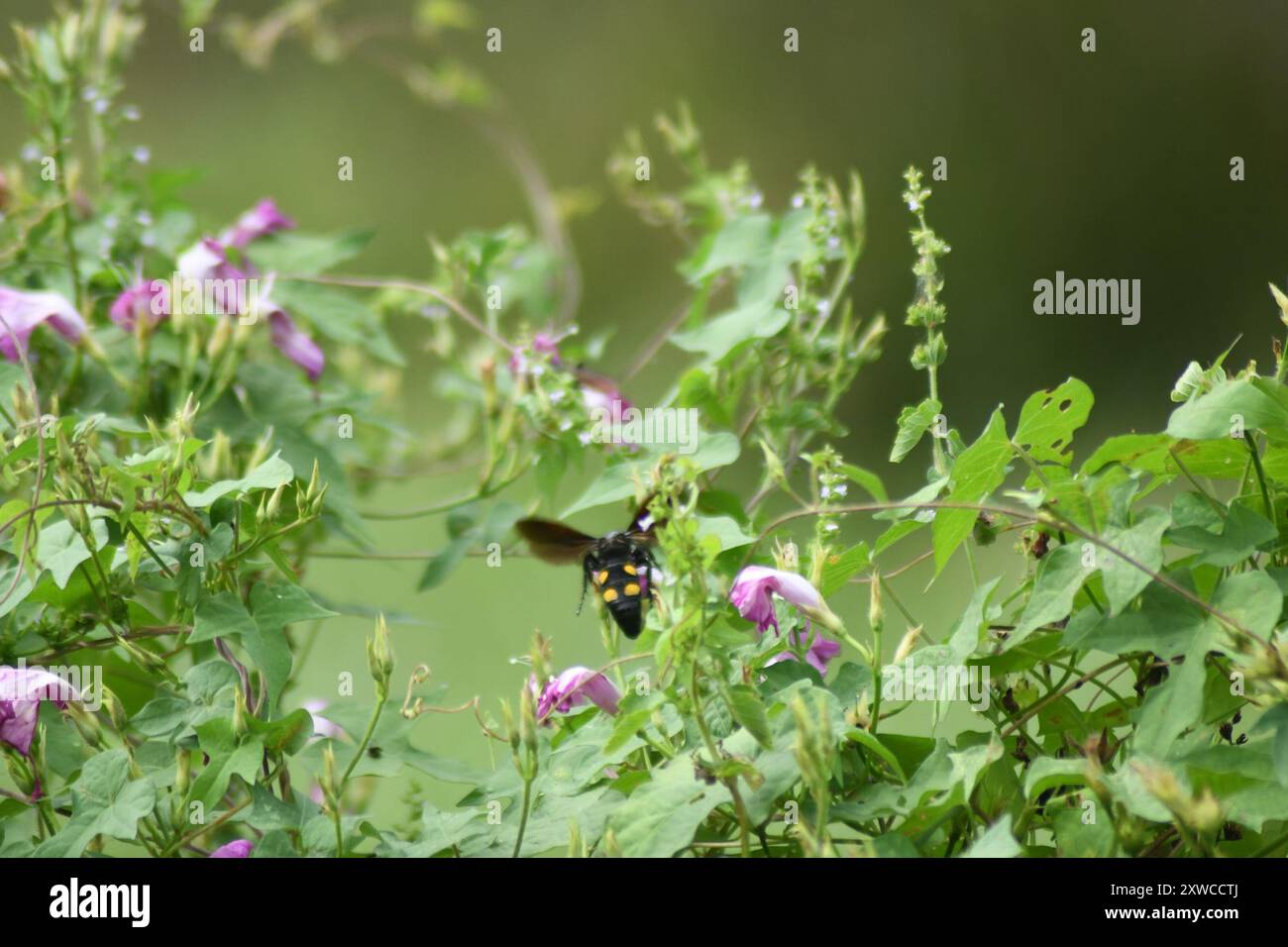 Large Four-spotted Scoliid Wasp (Pygodasis quadrimaculata) Insecta ...
