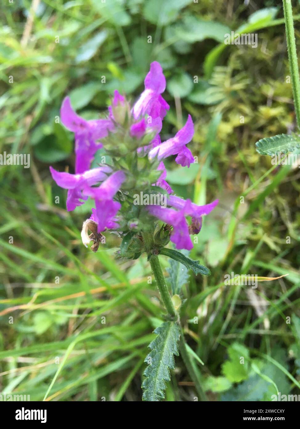 common hedge-nettle (Betonica officinalis) Plantae Stock Photo - Alamy