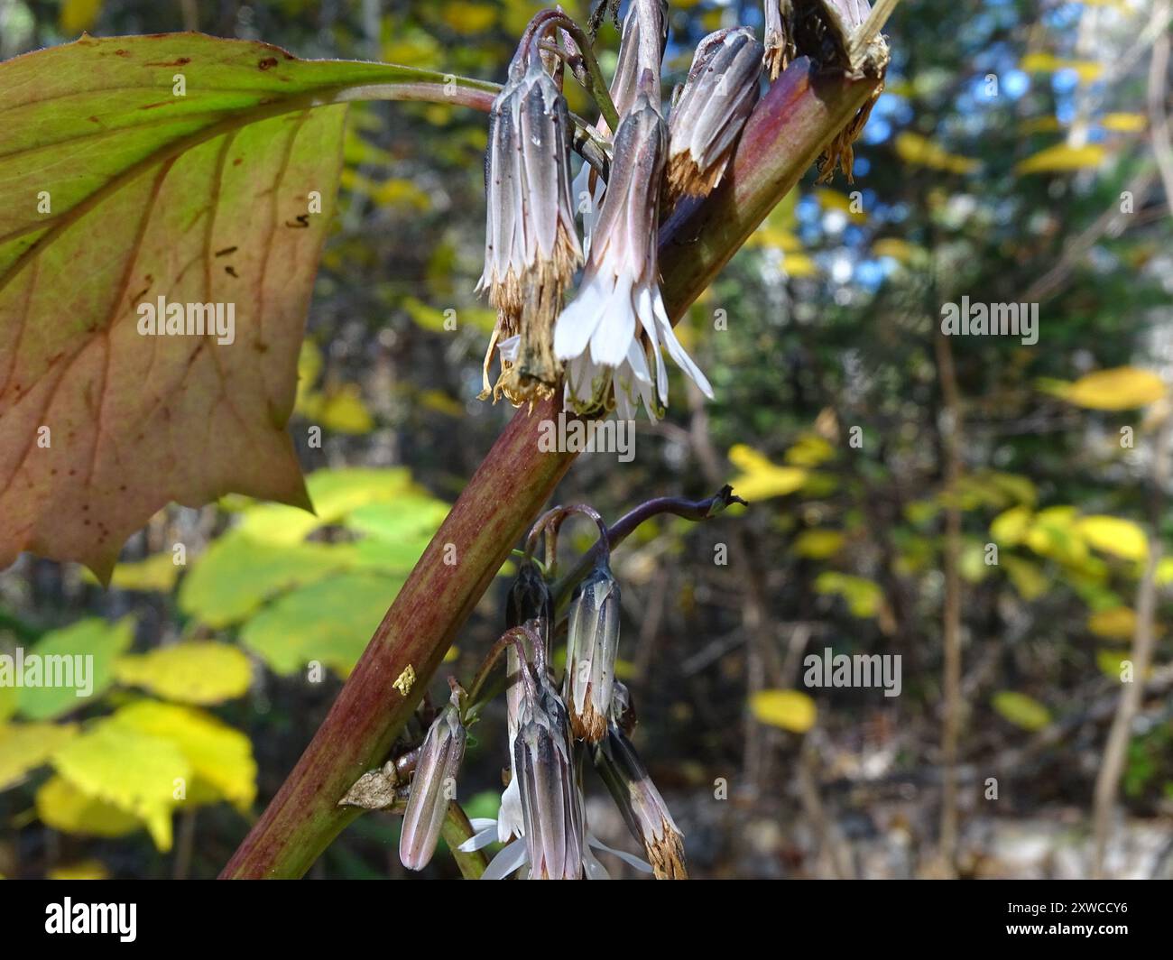 white rattlesnake root (Nabalus albus) Plantae Stock Photo - Alamy