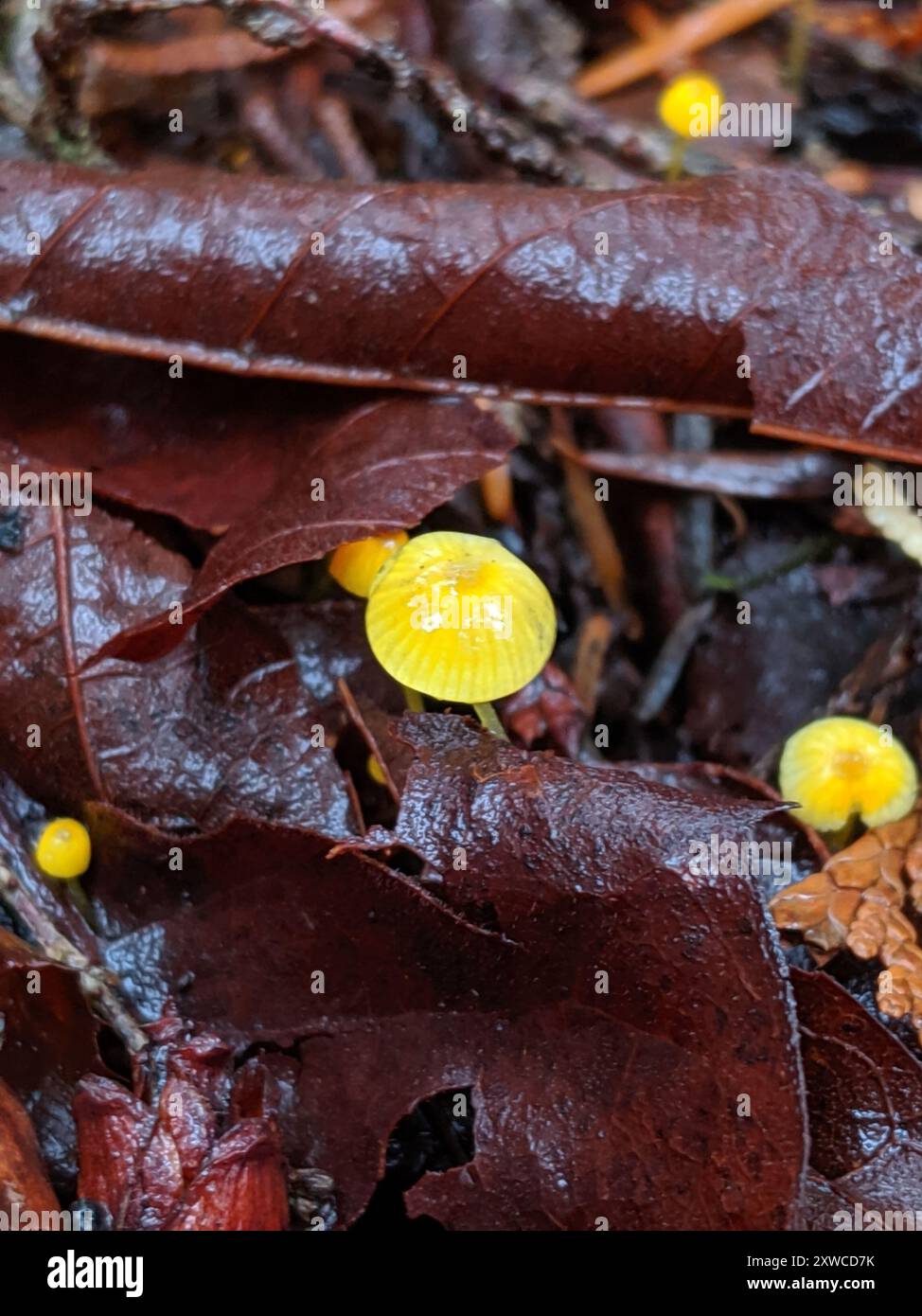 Western Yellow Mycena (Mycena oregonensis) Fungi Stock Photo - Alamy