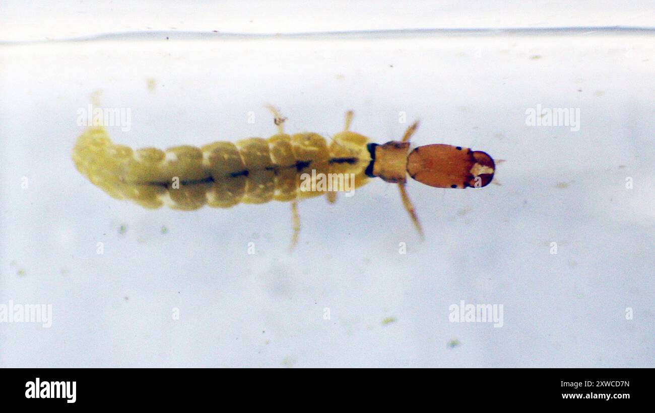 Little Black Caddisflies (Chimarra) Insecta Stock Photo - Alamy