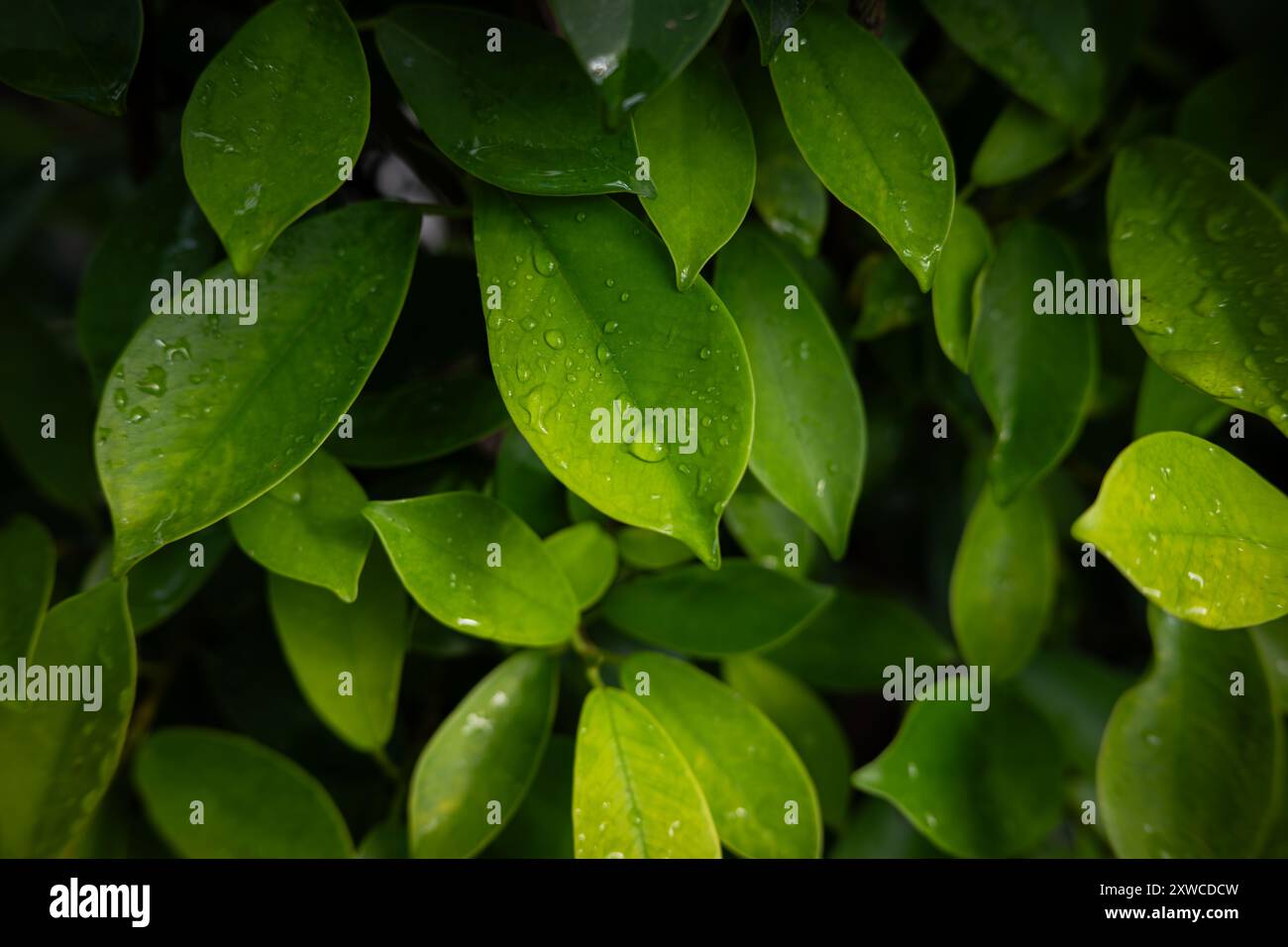Tiny green leaves hi-res stock photography and images - Alamy