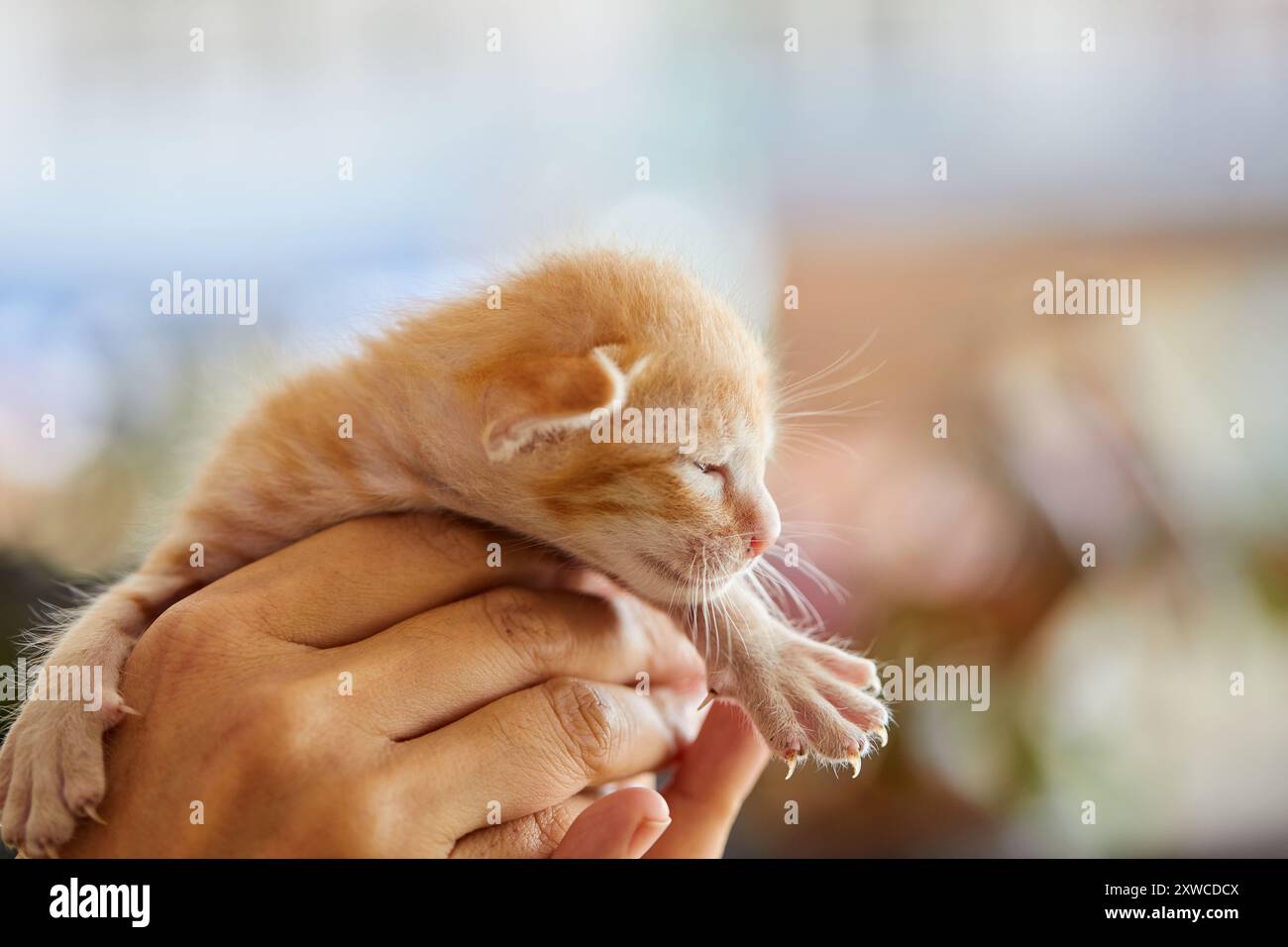 Woman hairy nose hi-res stock photography and images - Alamy