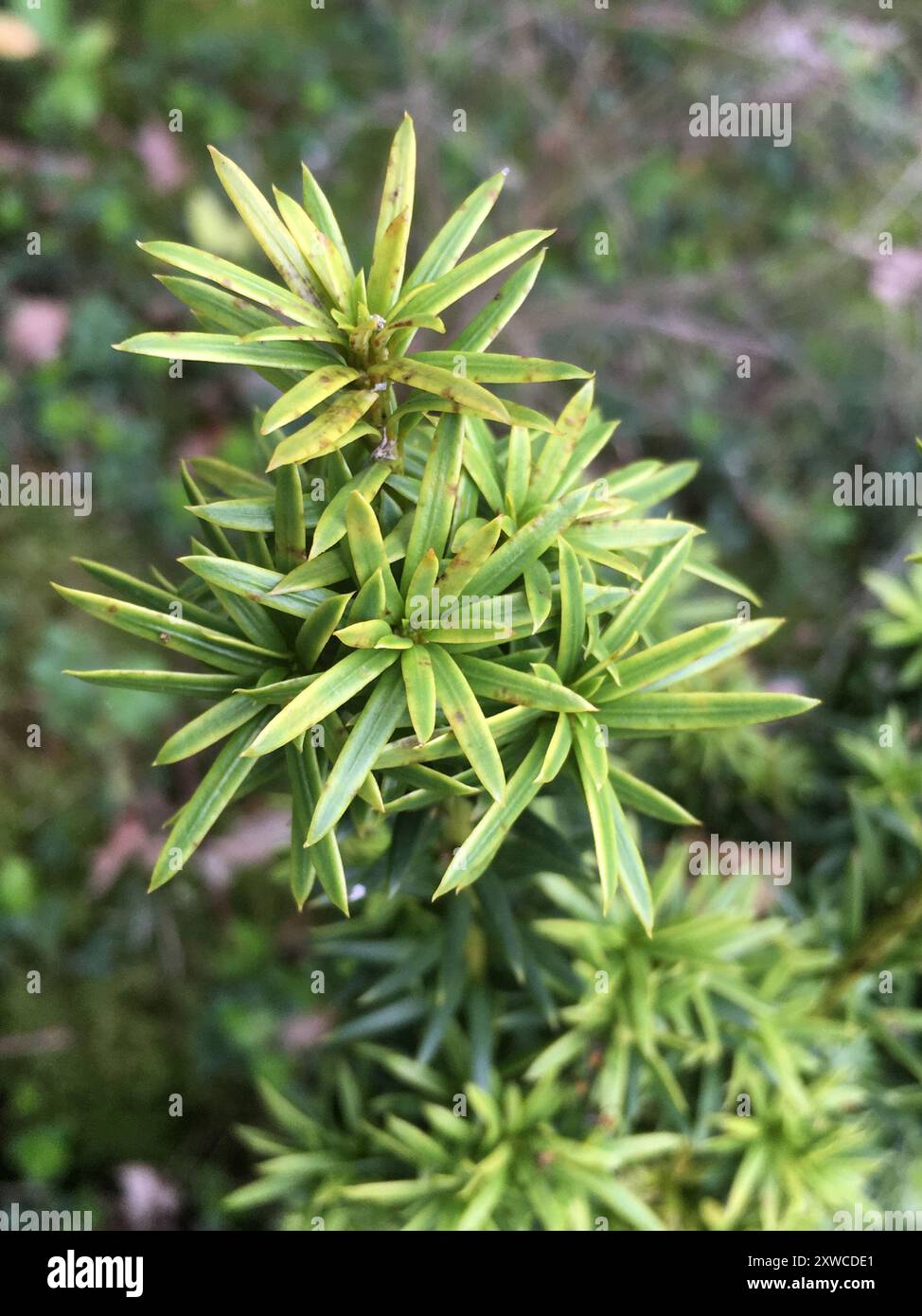common yew (Taxus baccata) Plantae Stock Photo - Alamy