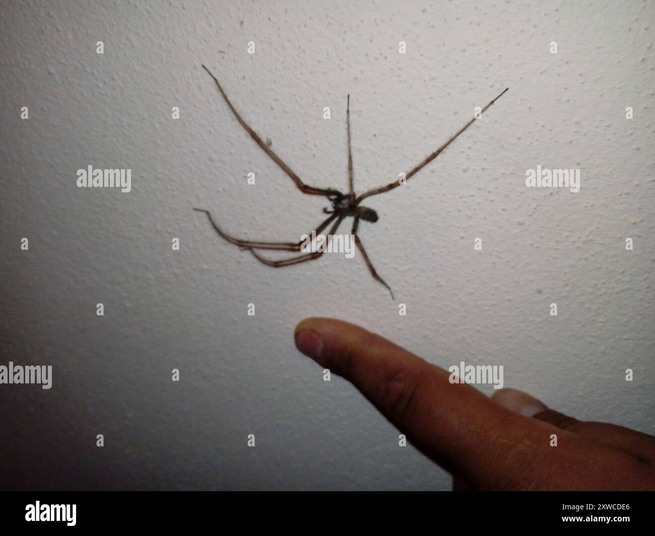 Cardinal spider hi-res stock photography and images - Alamy