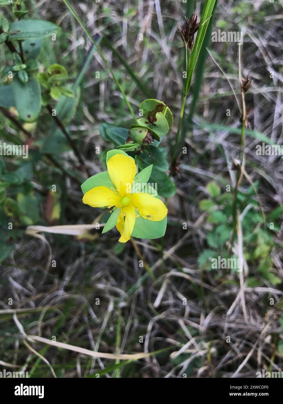 St. Peter's-wort (Hypericum crux-andreae) Plantae Stock Photo - Alamy