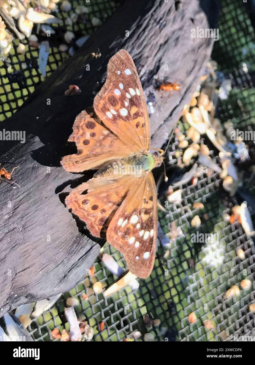 Hackberry Emperor (Asterocampa celtis) Insecta Stock Photo - Alamy