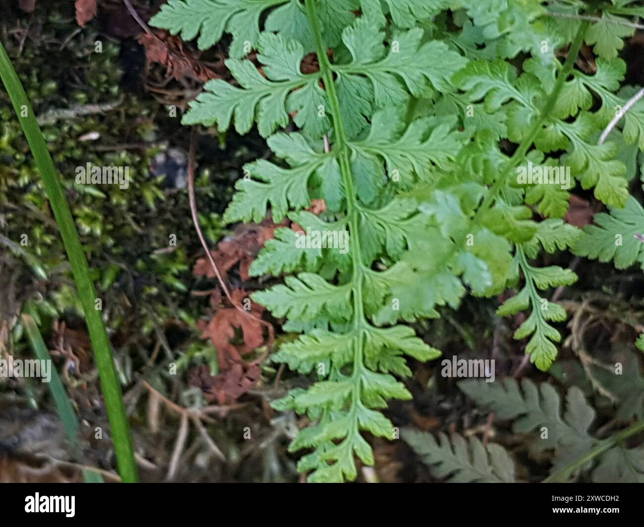 brittle bladderfern (Cystopteris fragilis) Plantae Stock Photo - Alamy