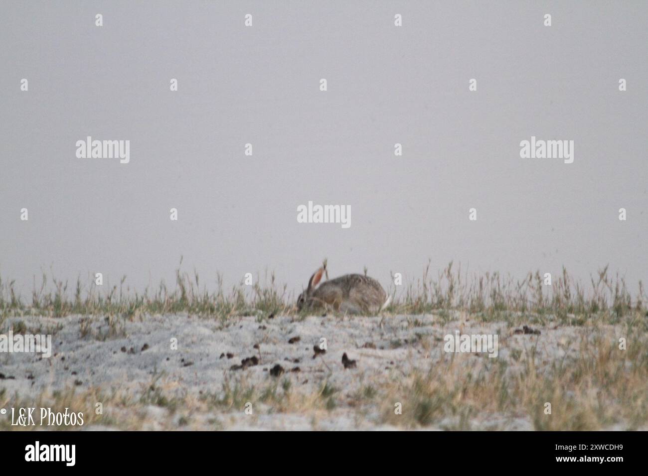 Scrub Hare (Lepus saxatilis) Mammalia Stock Photo - Alamy