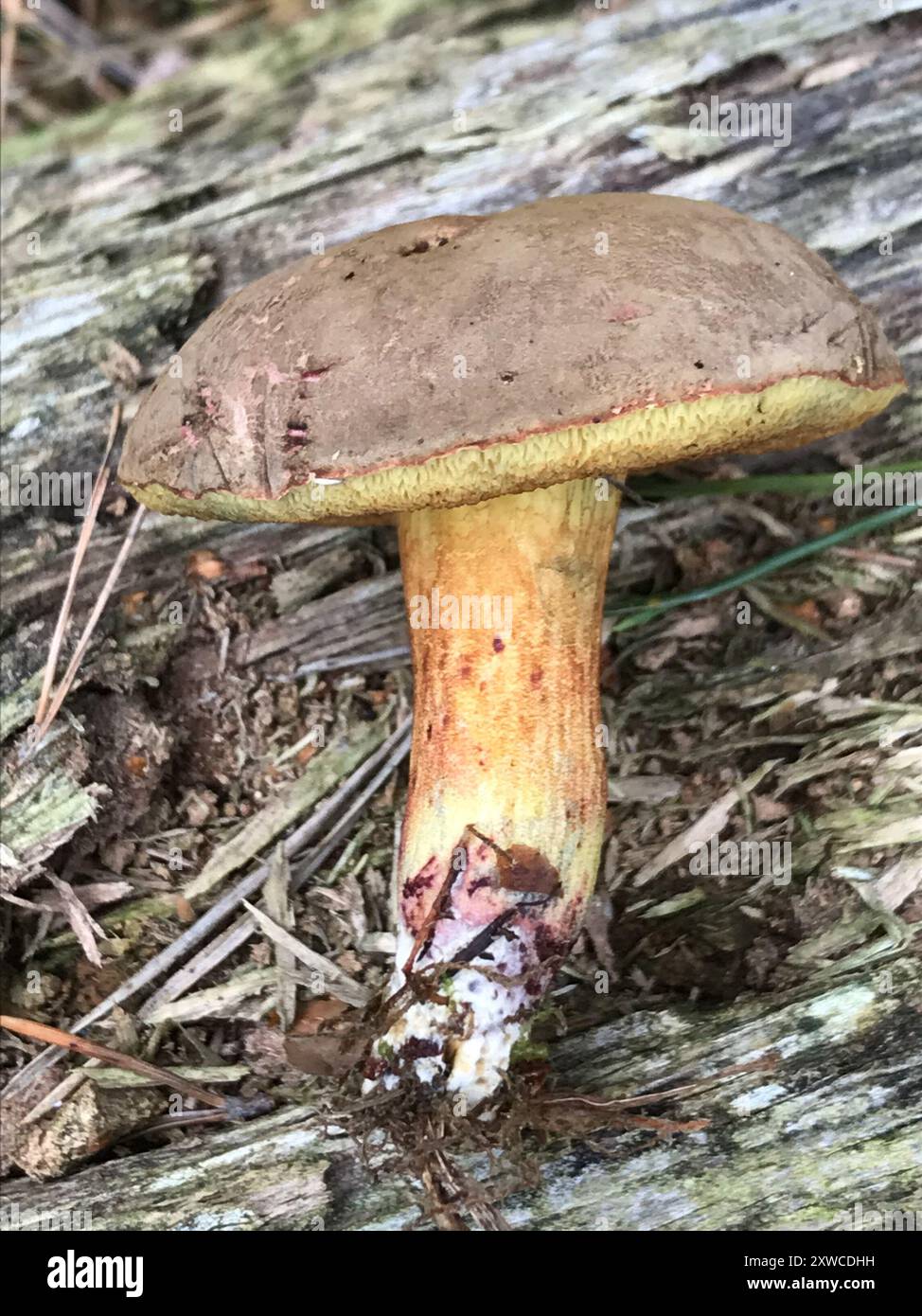 Suede Bolete (Xerocomus subtomentosus) Fungi Stock Photo - Alamy