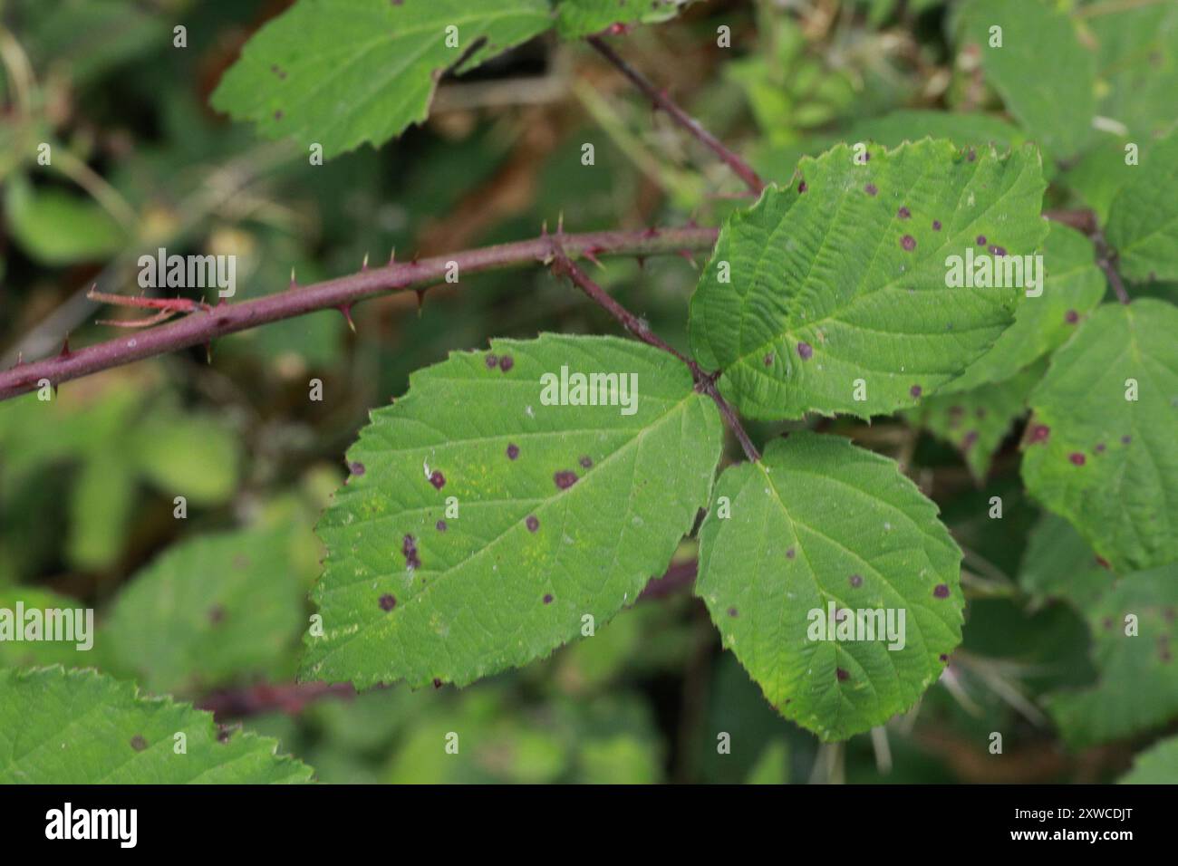 Rubus rust (Phragmidium violaceum) Fungi Stock Photo - Alamy