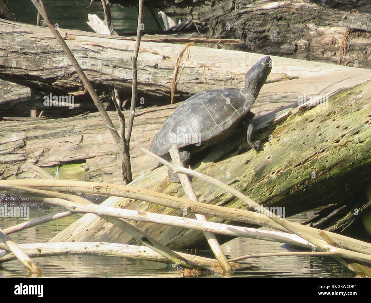 Mississippi Map Turtle (Graptemys pseudogeographica kohnii) Reptilia Stock Photo - Alamy