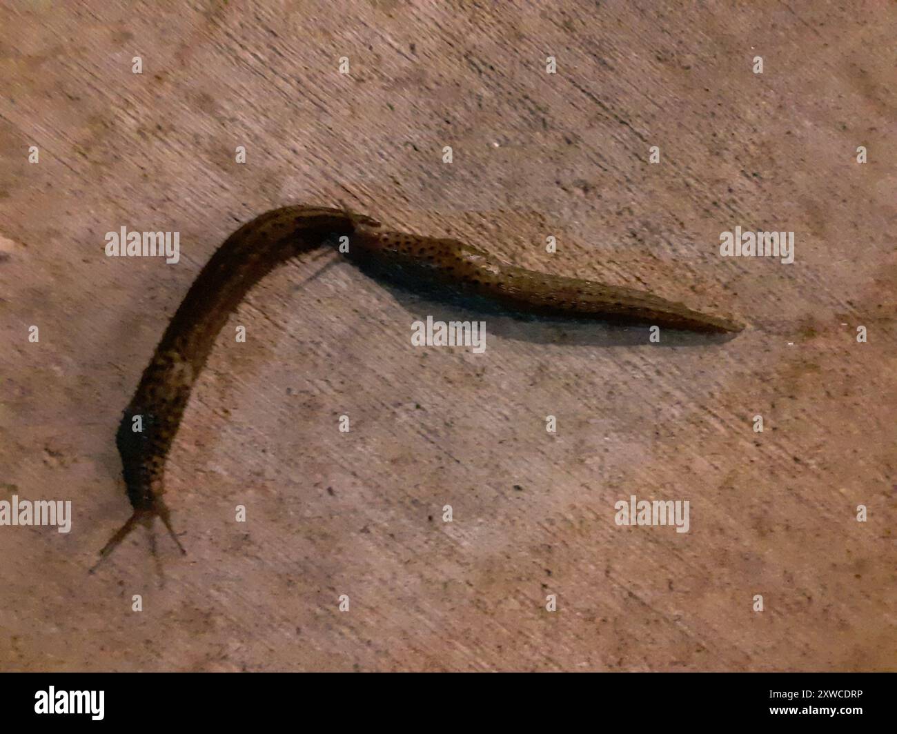 Leopard Slug (Limax maximus) Mollusca Stock Photo - Alamy