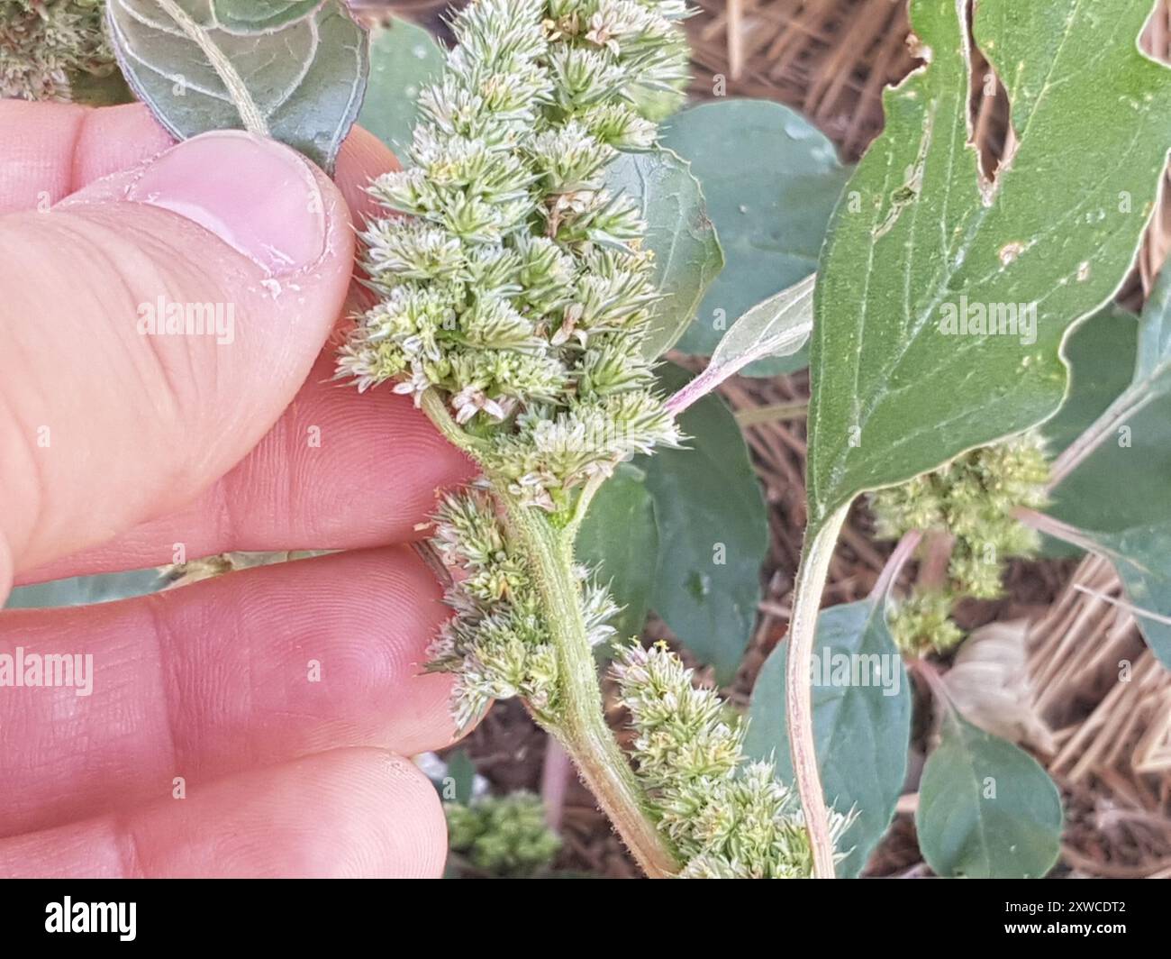 Redroot Amaranth (Amaranthus retroflexus) Plantae Stock Photo - Alamy