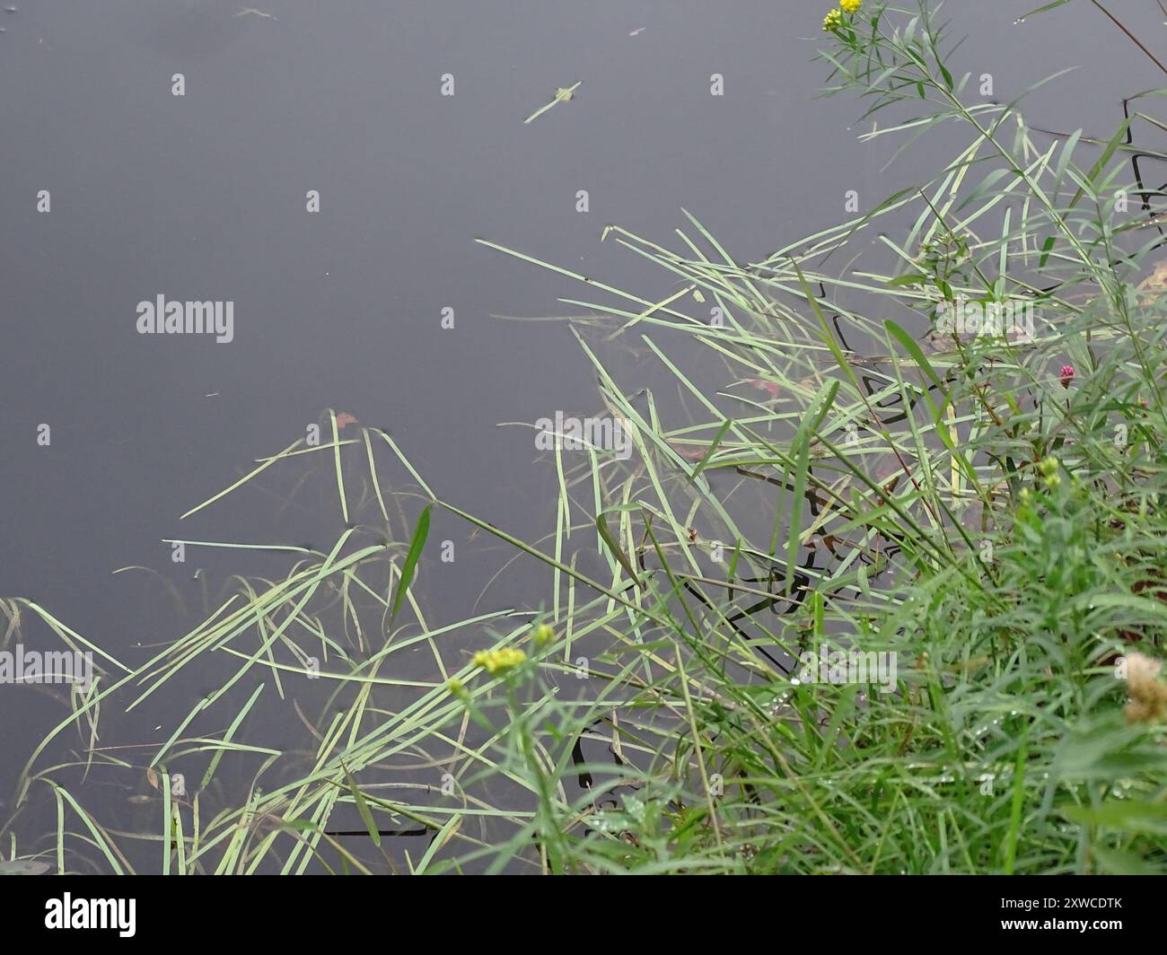 Floating Bur-reed (Sparganium fluctuans) Plantae Stock Photo - Alamy
