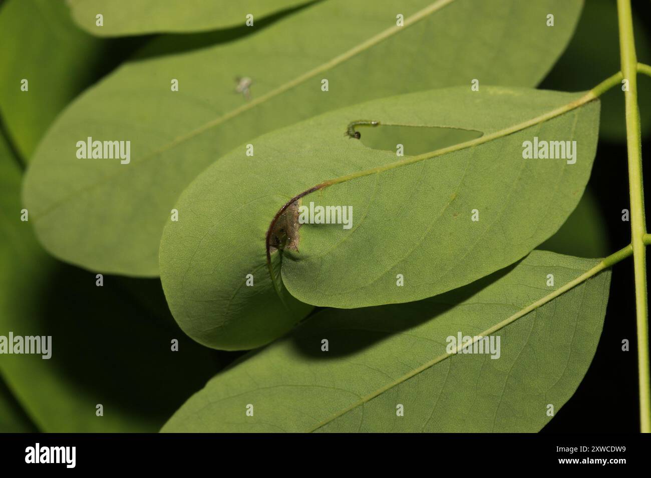 Locust Sawfly (Euura tibialis) Insecta Stock Photo - Alamy