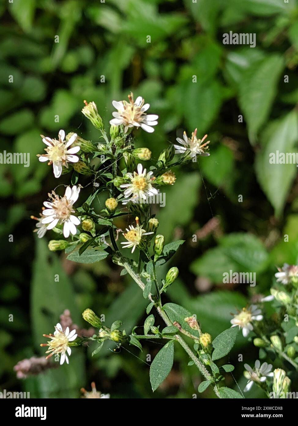 calico aster (Symphyotrichum lateriflorum) Plantae Stock Photo - Alamy