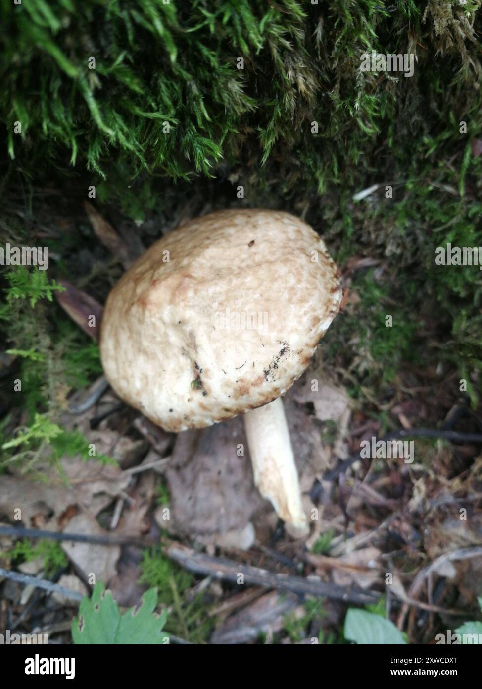 Sticky Bolete (Suillus viscidus) Fungi Stock Photo - Alamy
