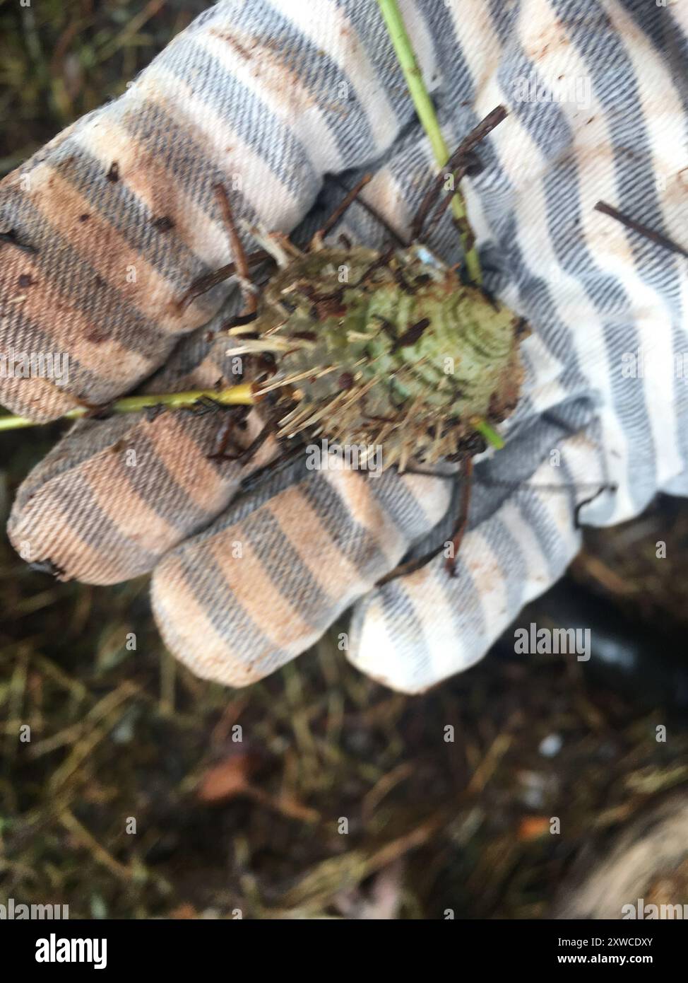 Pinctada imbricata hi-res stock photography and images - Alamy